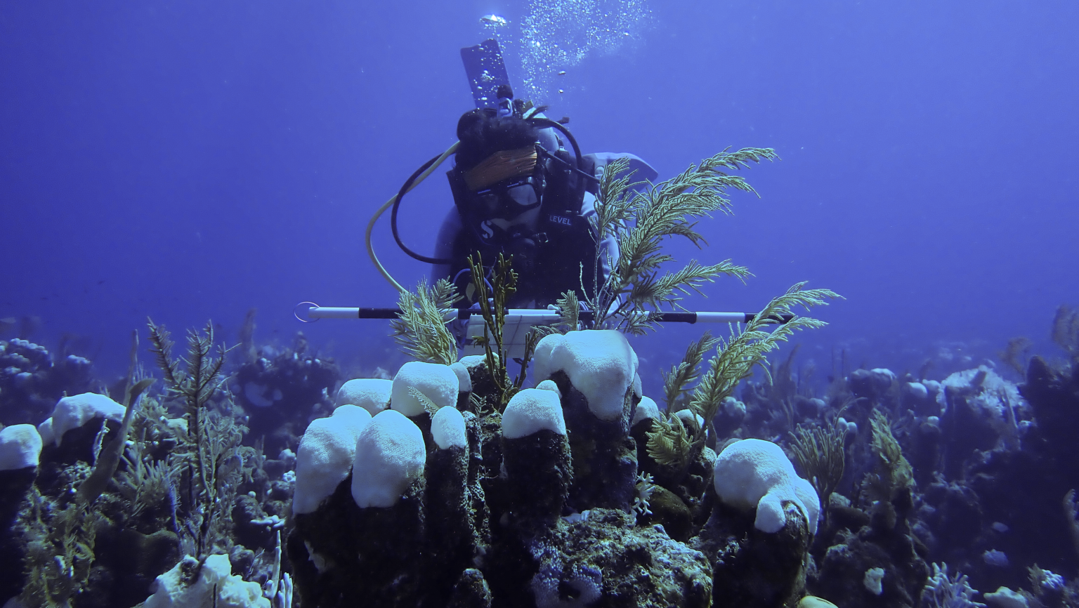 Coral Bleach Watch 2023 - Belize Coastal Zone Management